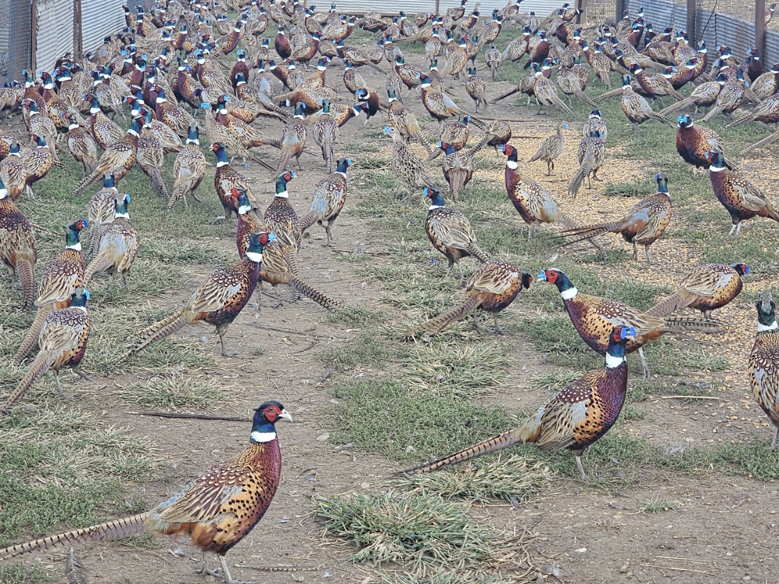 Double Barrel Game Farm – Raising Better Birds
